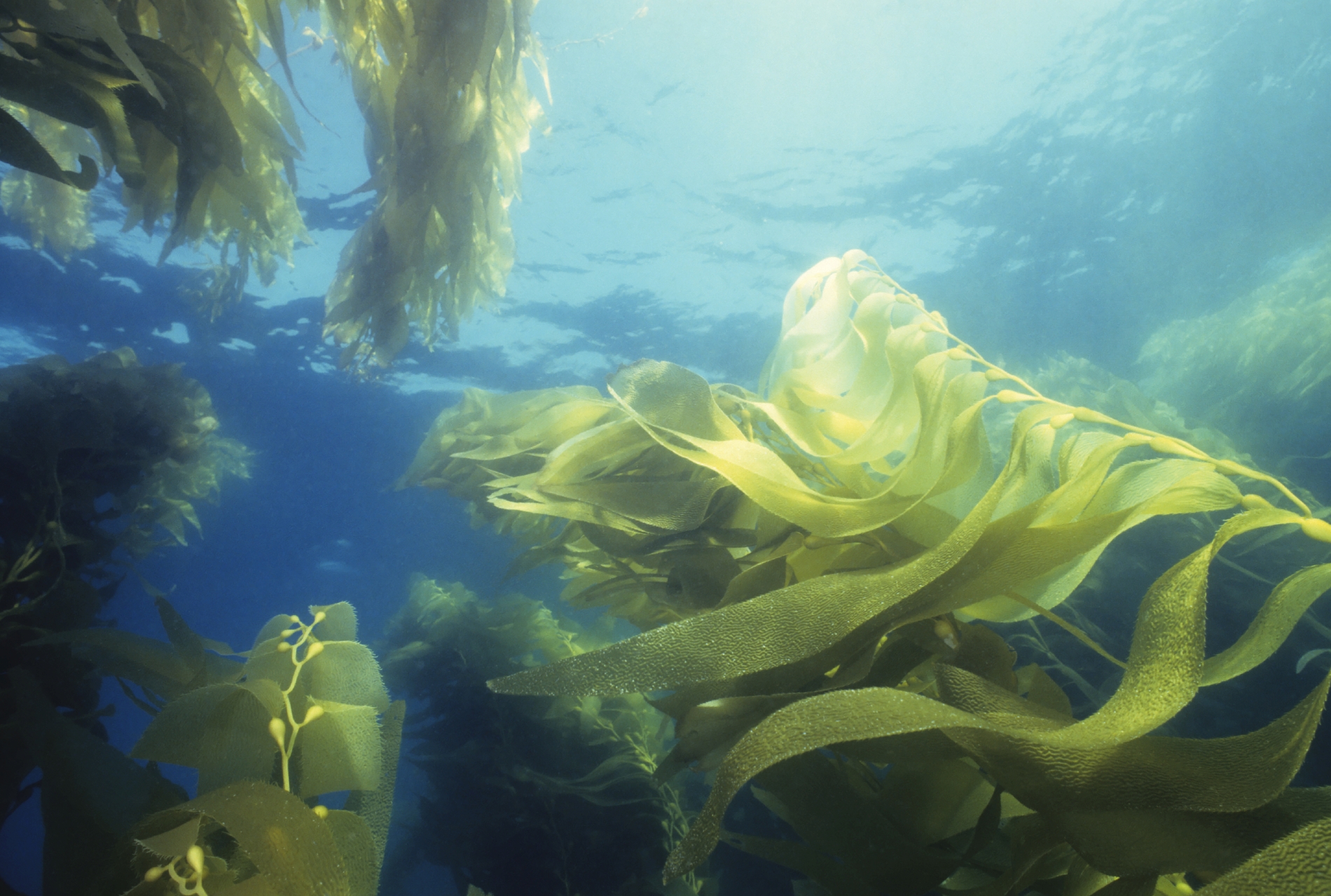 Trzy sekrety skuteczności alg morskich - Skinmate